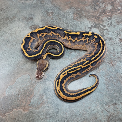 MorphMarket on Twitter: "Black Pastel Leopard Freeway Male Ball Python by Canadian Regius, C ...
