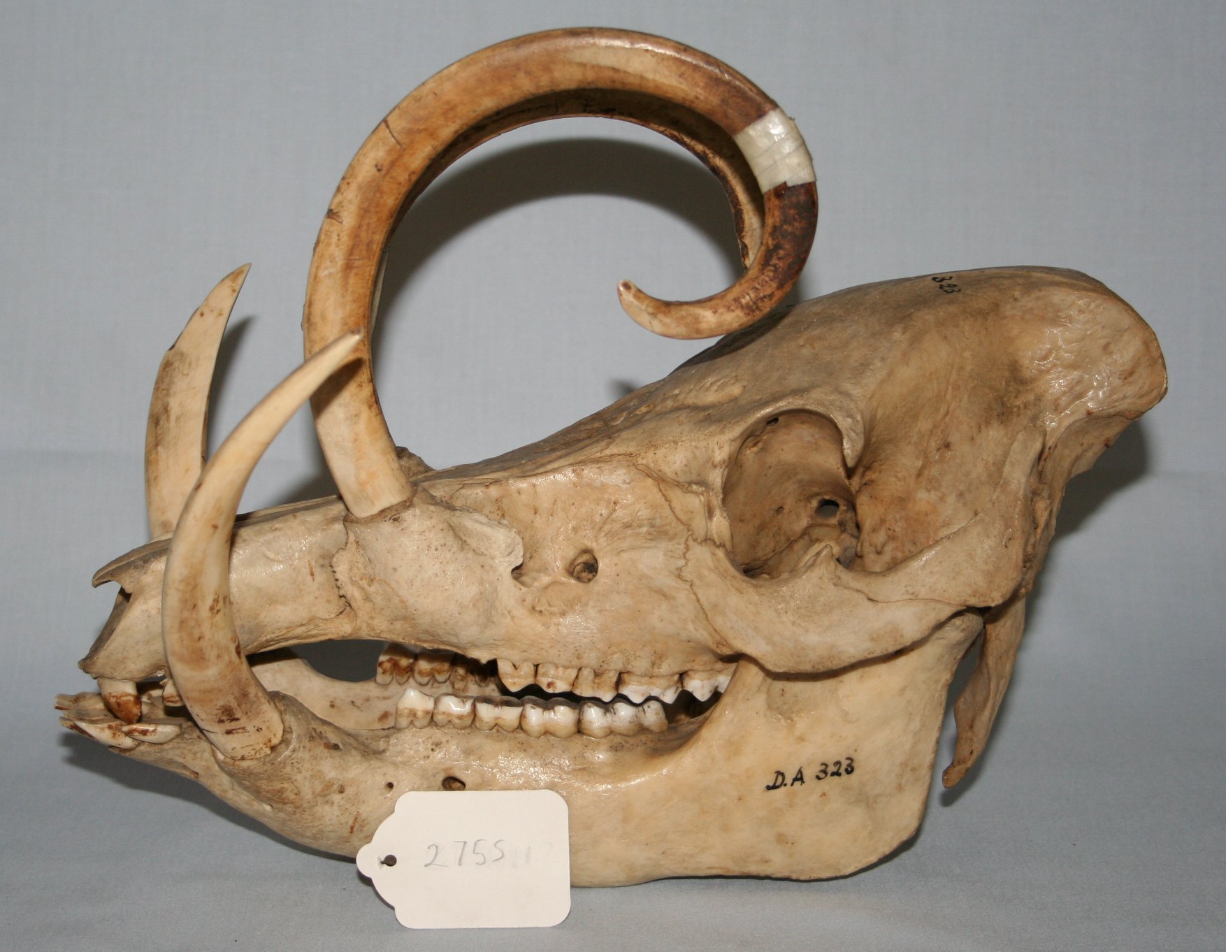 Babirusa Skull
