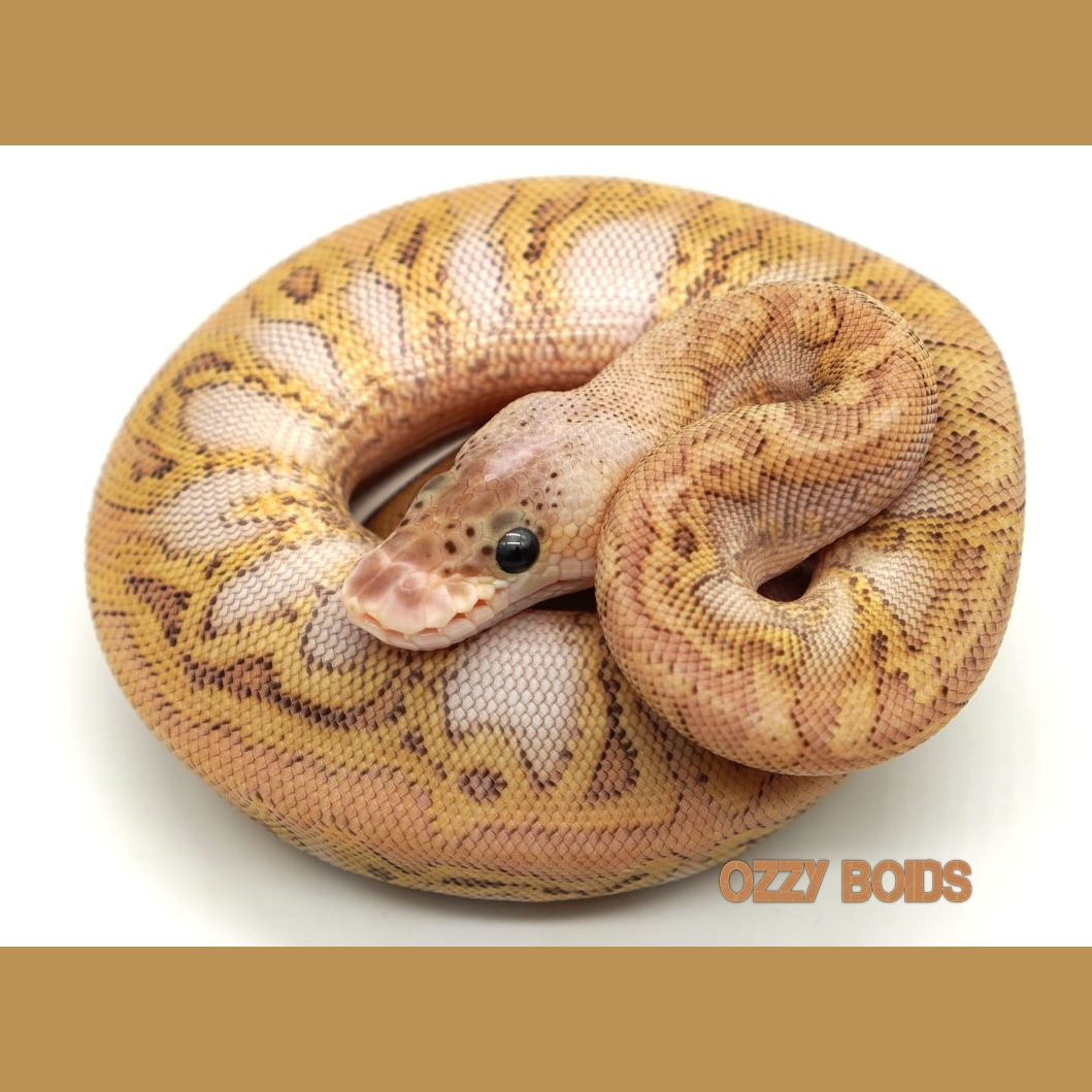 Hidden Gene Woma Ball Python