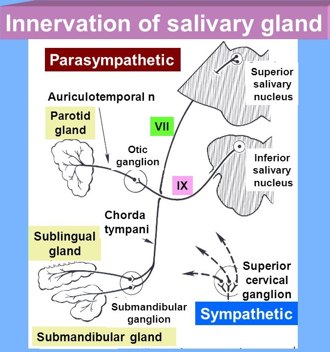 Parotid Gland Innervation