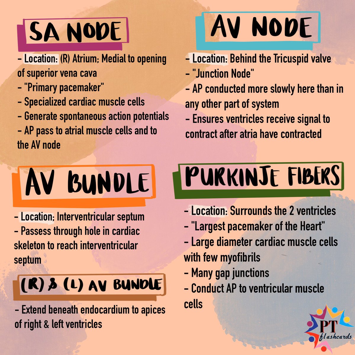 PT flashcards on Twitter: "CARDIOVASCULAR: Conducting System 💛 ️ SA NODE ️ AV NODE ️ AV BUNDLE ...