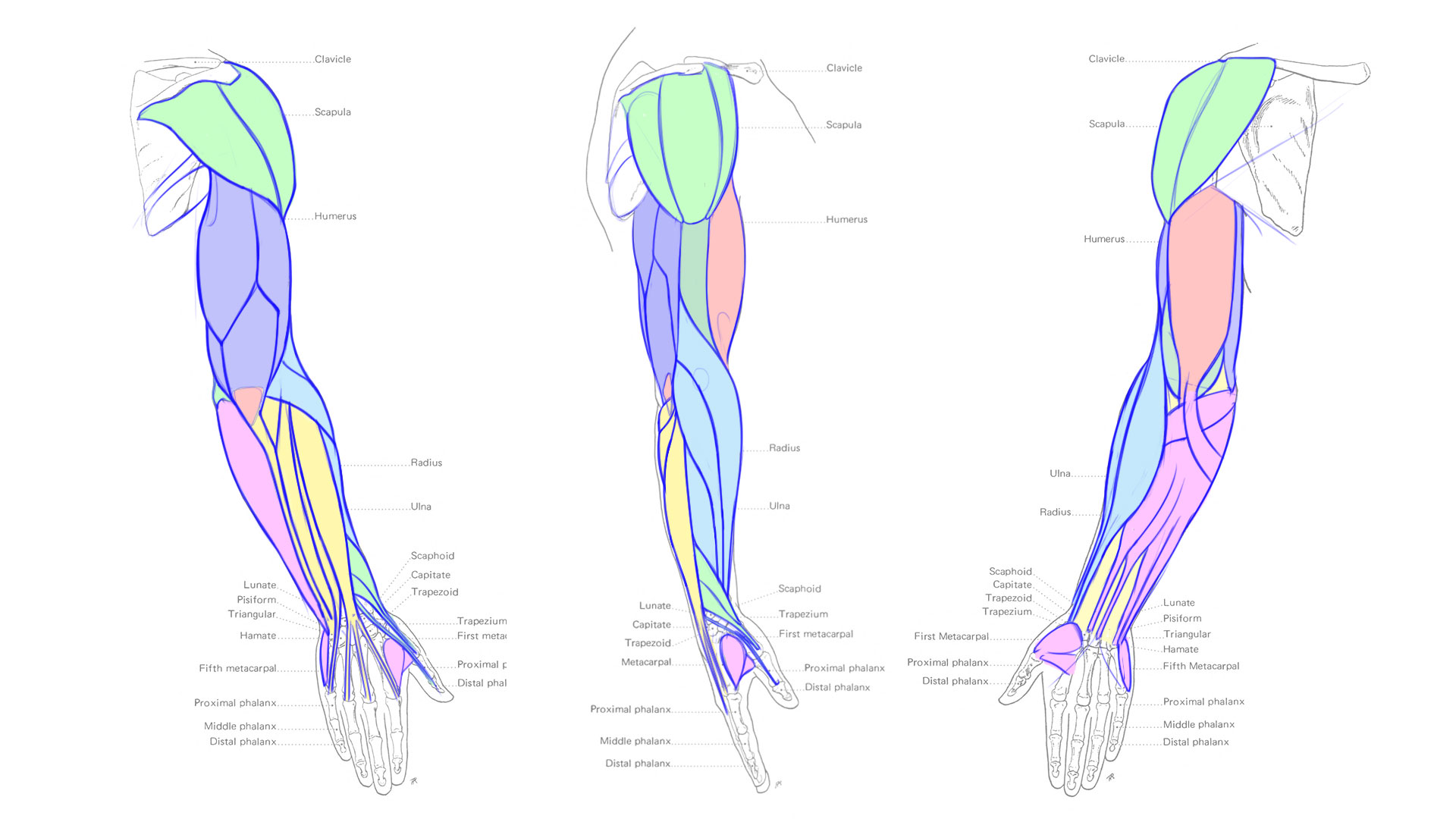 Male Arm Muscle Anatomy
