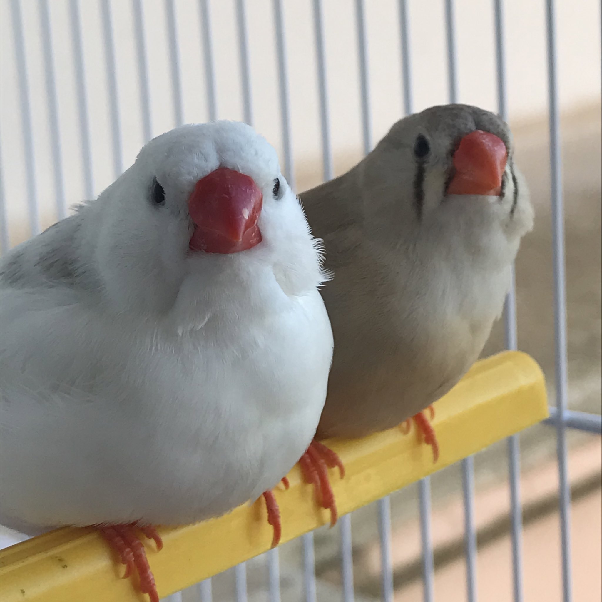 White Zebra Finch Pair