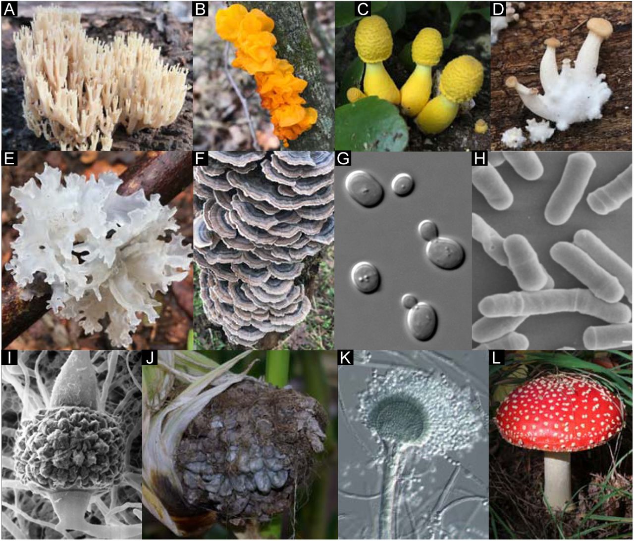 5 Examples Of Fungi