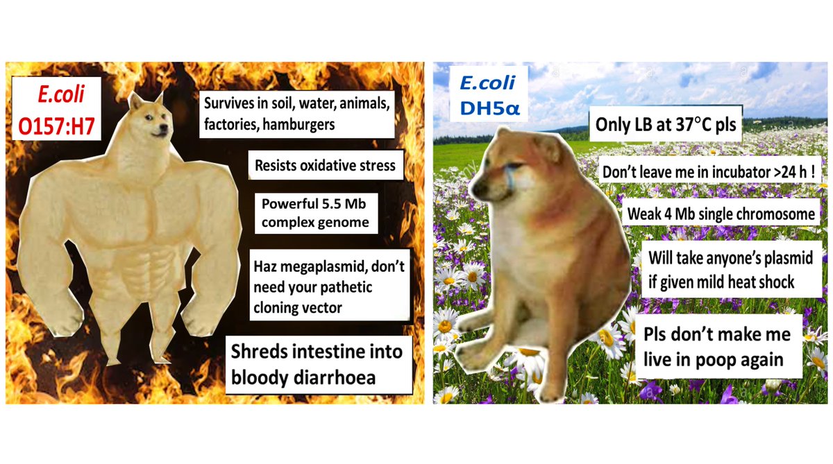 Memes Escherichia Coli University Of Arkansas Officials Report E. Coli