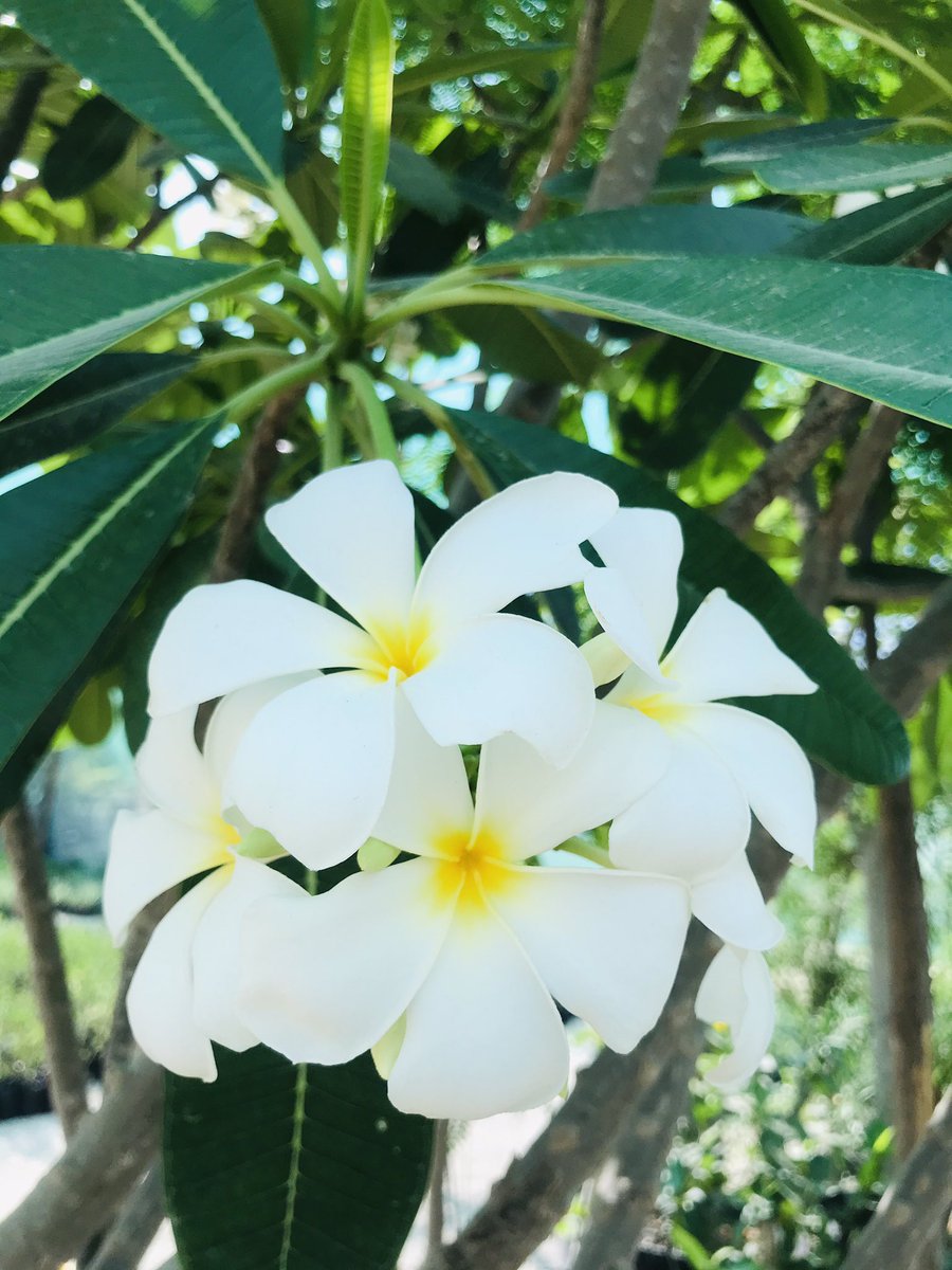 Mohammad Forkan Sikder (@SikderForkan) | Twitter