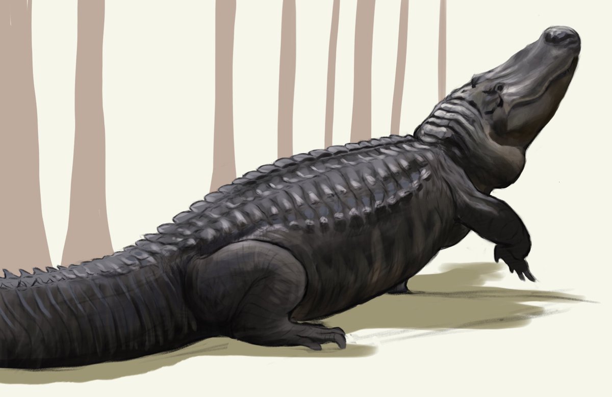 Cameron Dillon (@Cam_ornitho) さんのイラスト・マンガ作品まとめ (4 件) - Twoucan