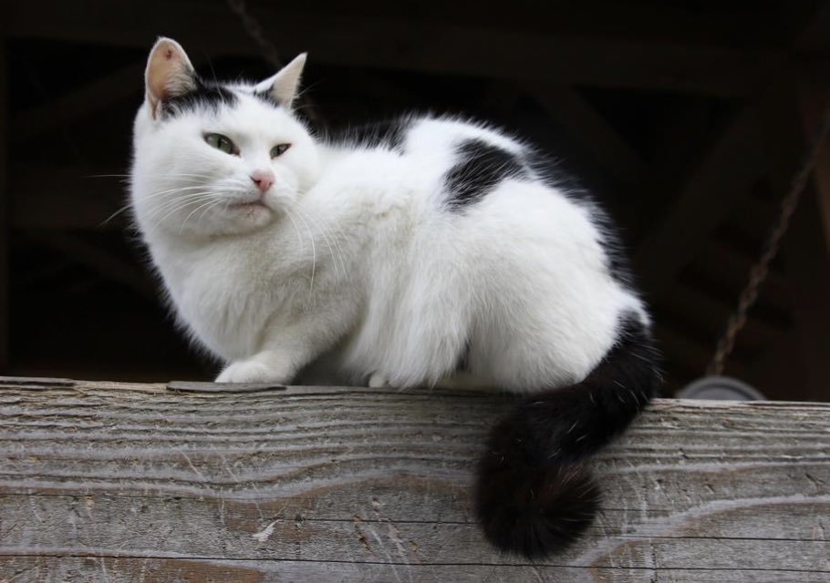 Ayako Kimishima on Twitter: "猫寺として親しまれる福井県越前市の御誕生寺に猫2匹を乗せた6メートルの大仏が建立された。 大仏は、世の中から捨て猫がいなくなる事を願う ...