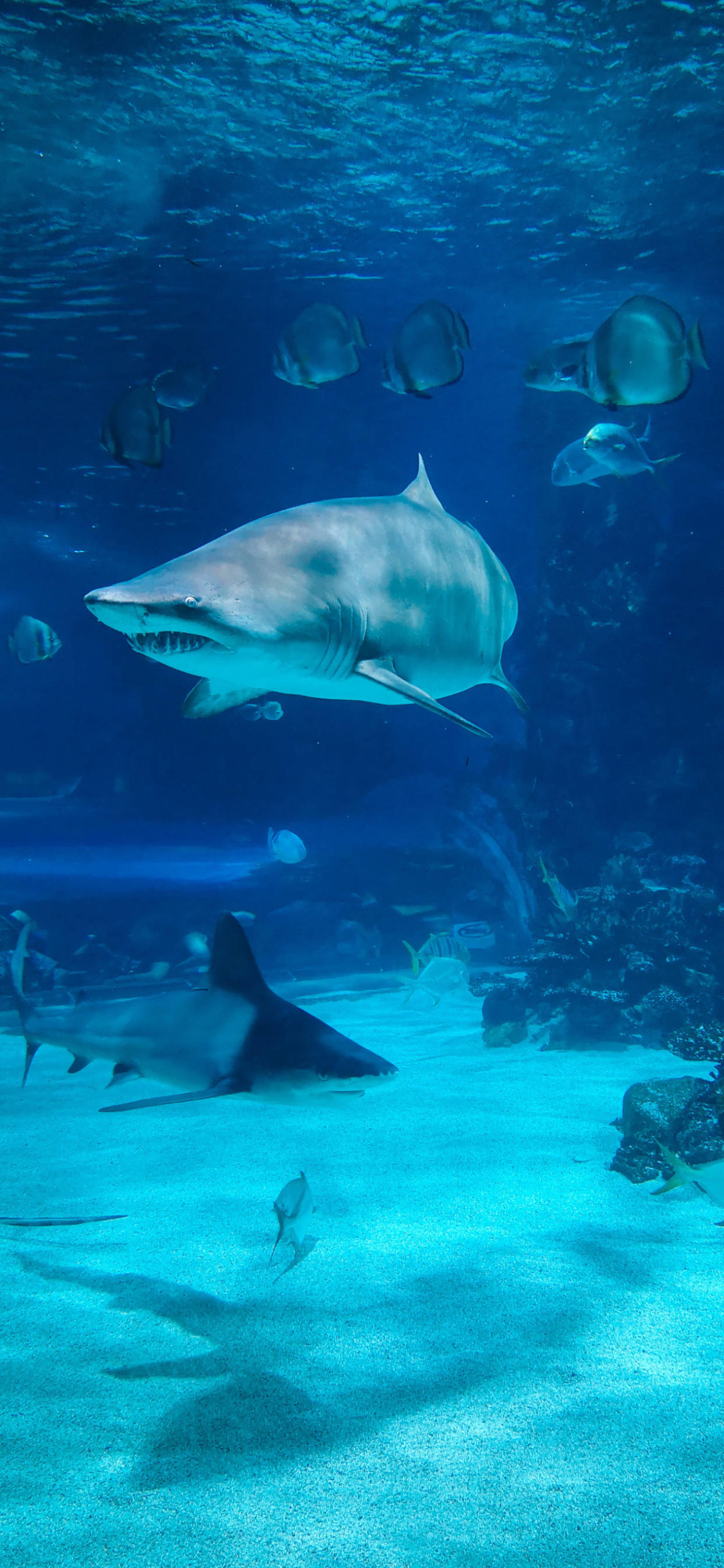 Shark wallpaper iphone store