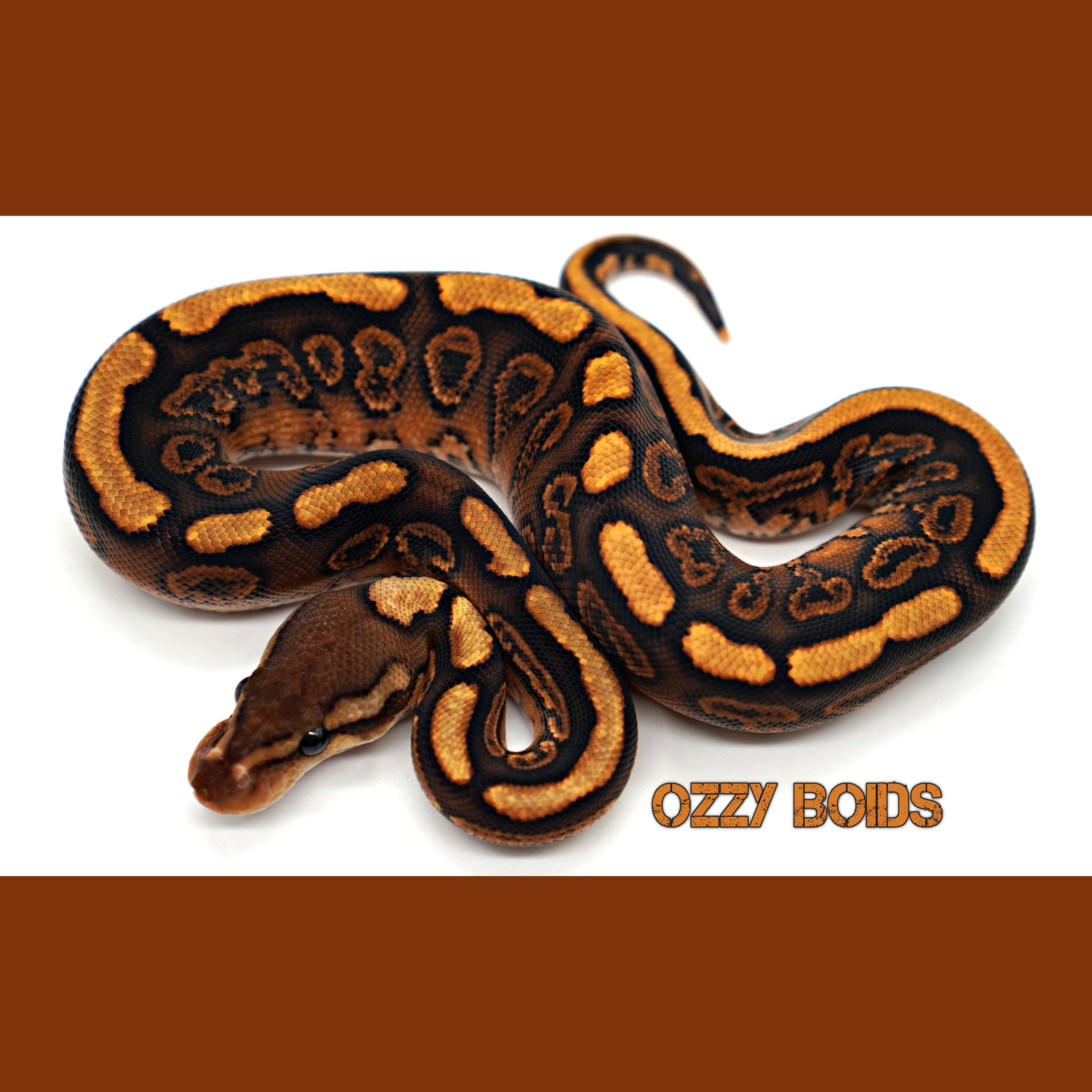Red Axanthic Genetic Stripe Ball Python