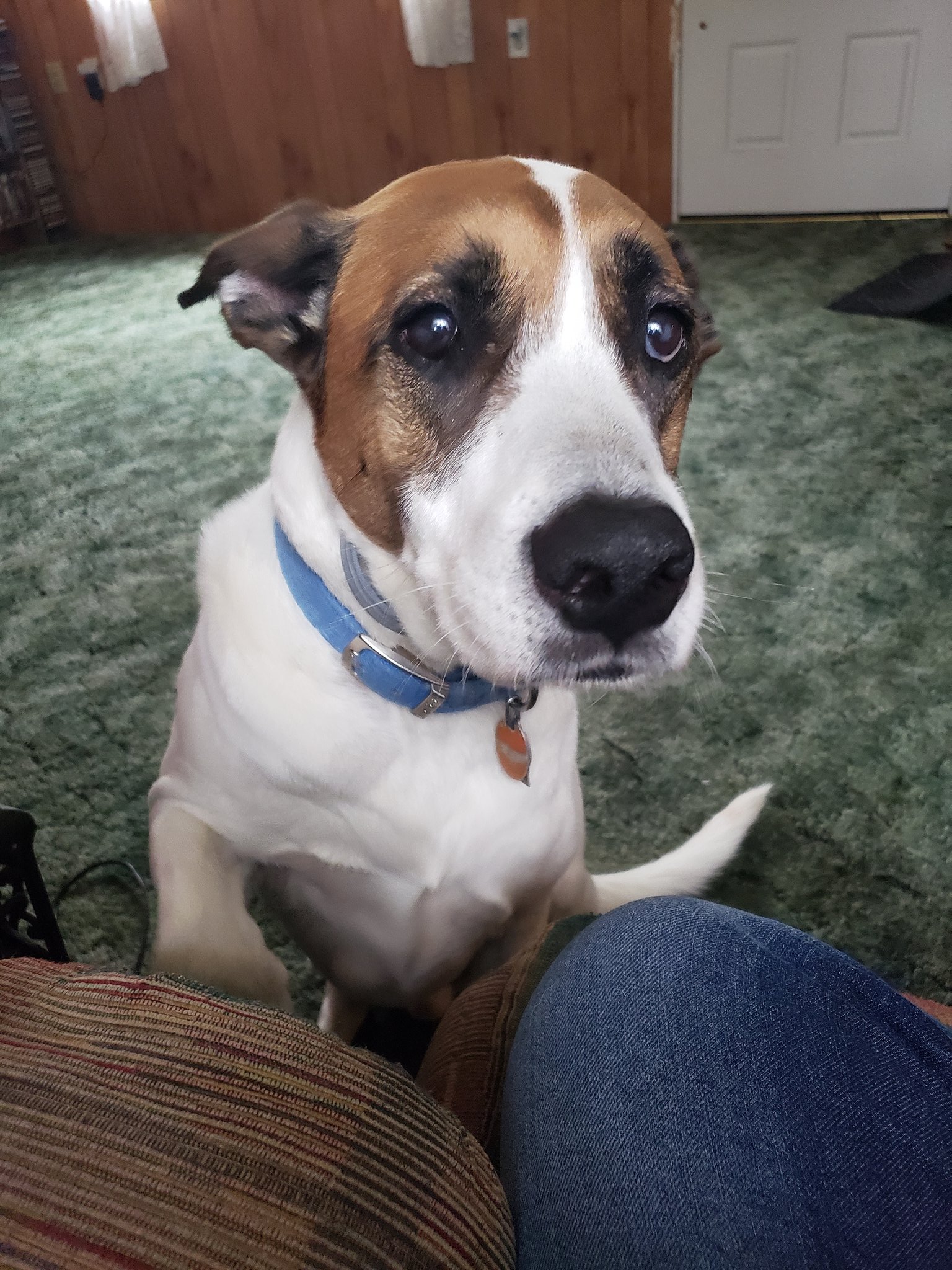 Boxer Jack Russell Mix