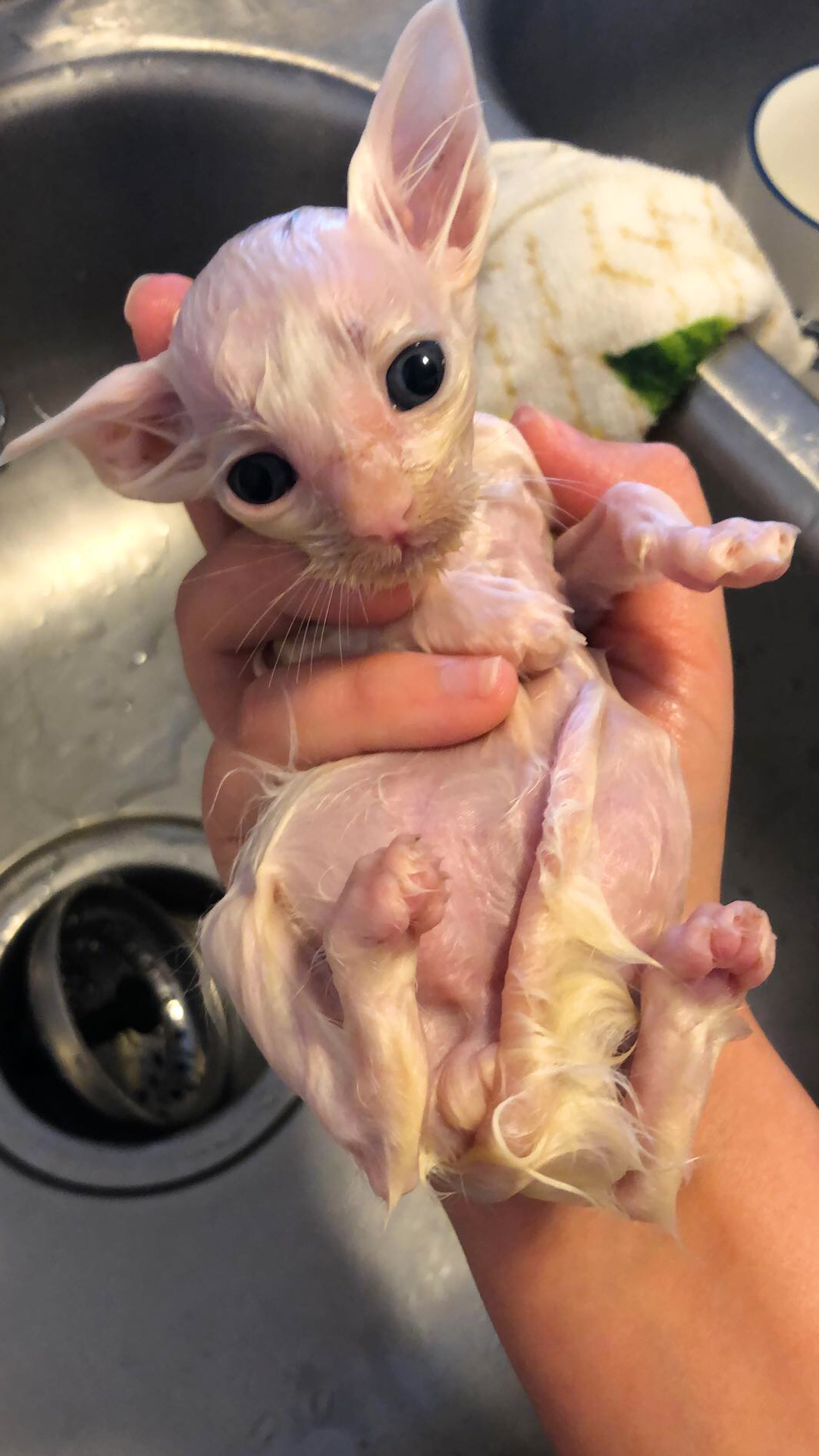 The Dodo On Twitter Teeny Freezing Kitten Grows Up To Be A Huge