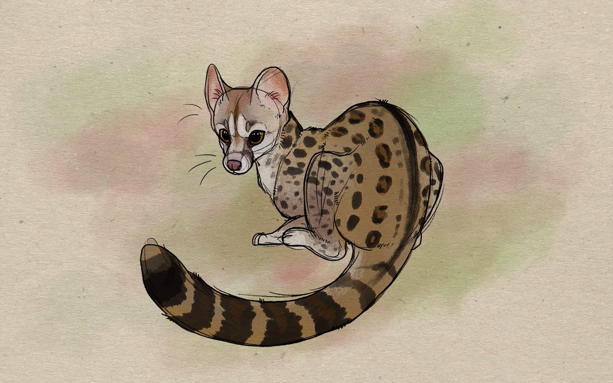 Twoucan - Kitchiki (@Kitchiki)