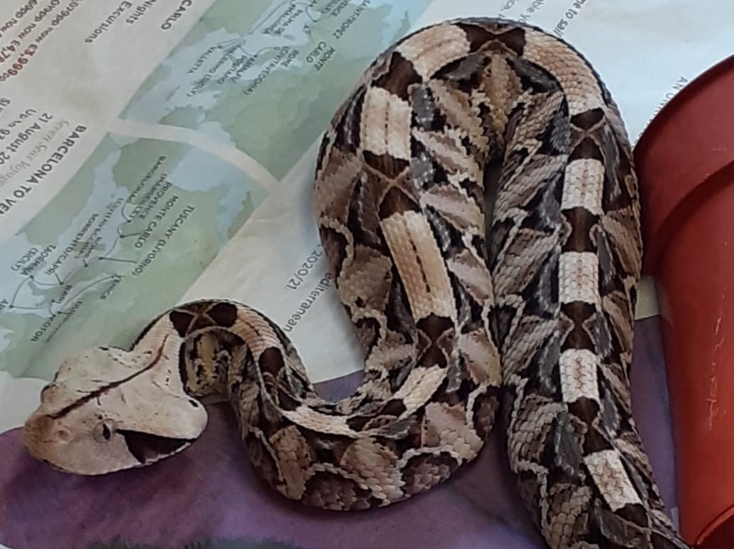 Gaboon Viper Camouflage