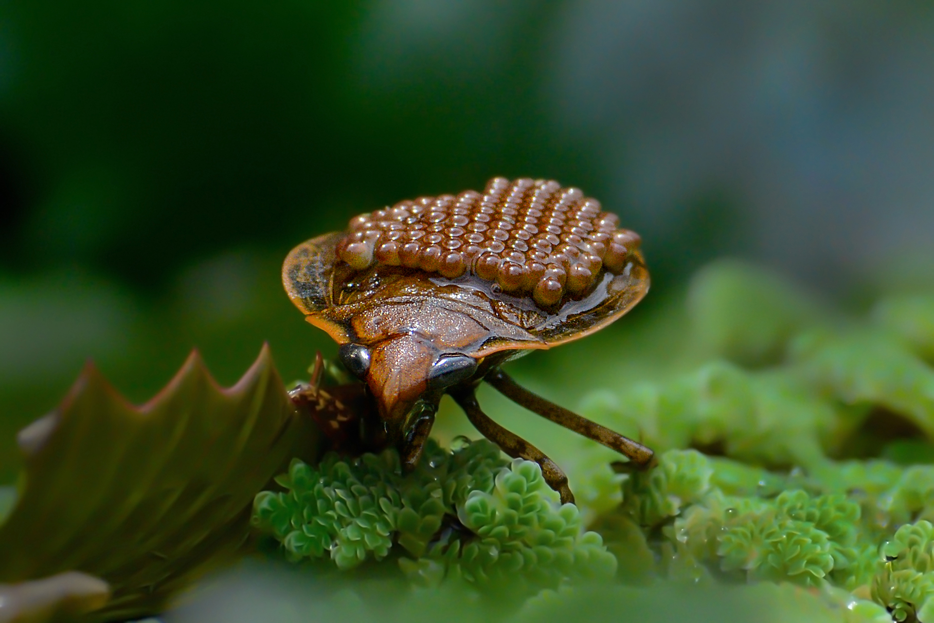 Water Bug Eggs