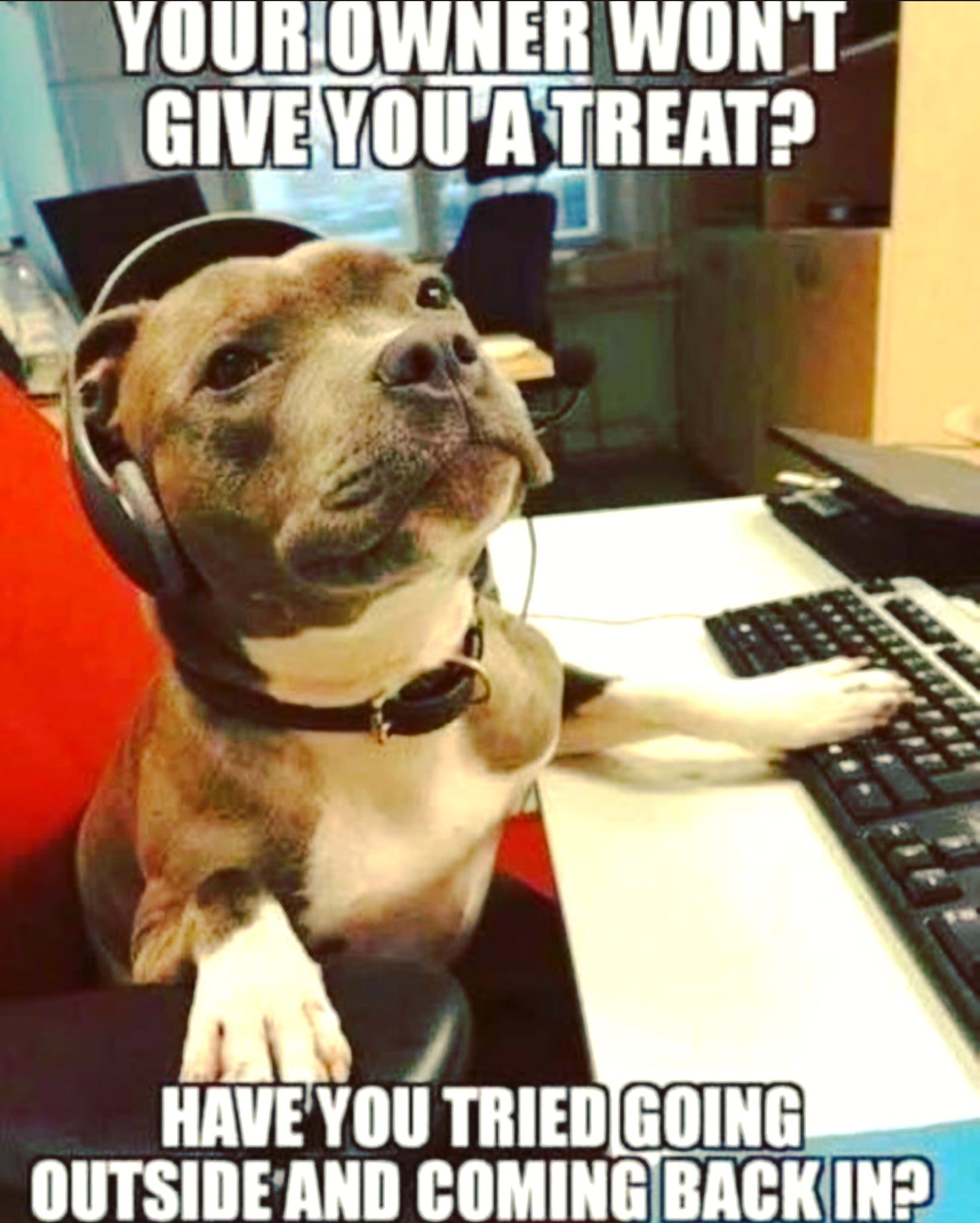 Funny Dog Memes Friday