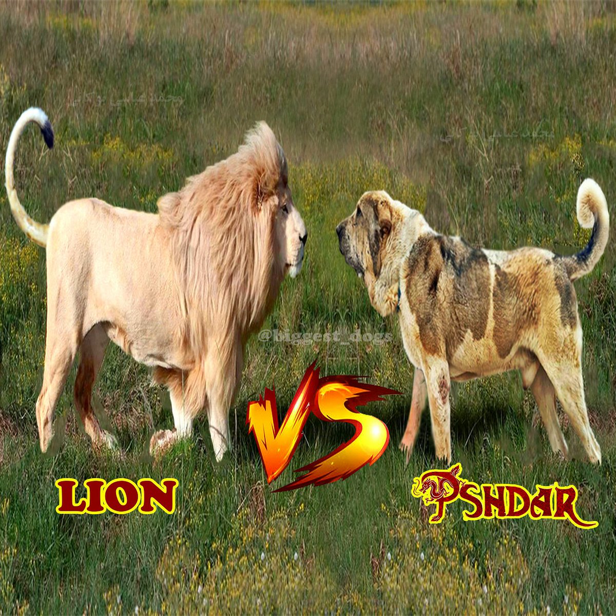 Does The Pshdar Dog Have A Wet Nose