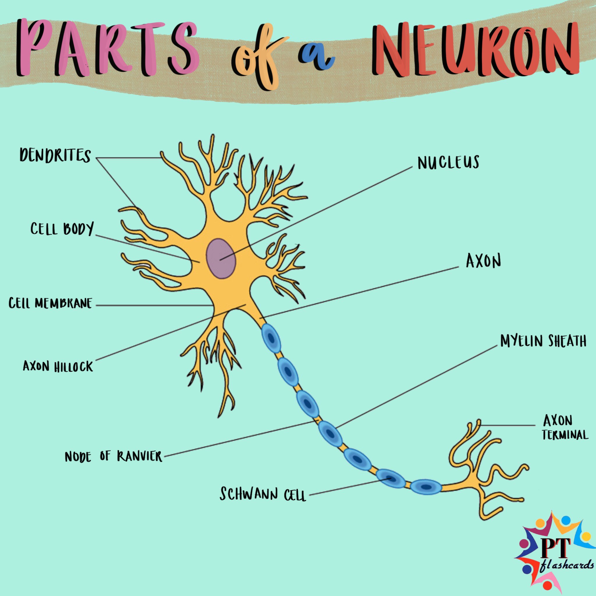 Excitability Anatomy