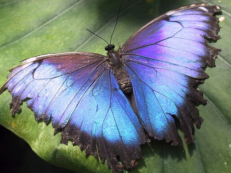 Real Purple Butterflies In Nature
