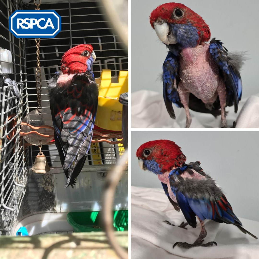 Crimson Rosella Mutations