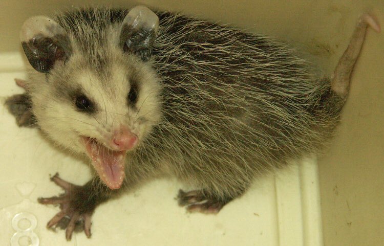 Mad Possum