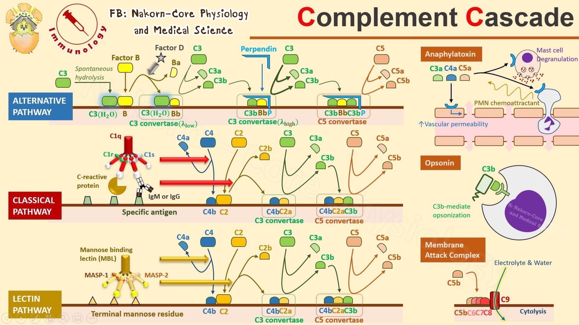 Nakorn-Core Physiology and Medical Science on Twitter: "มาอ่านก่อนนอนกันครับ 😇 . 🌵 ตอนที่ 3 ...