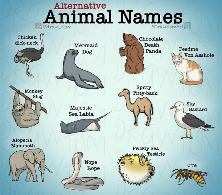 Animal Nicknames Memes 31 Ridiculous Alternate Animal Names That Just
