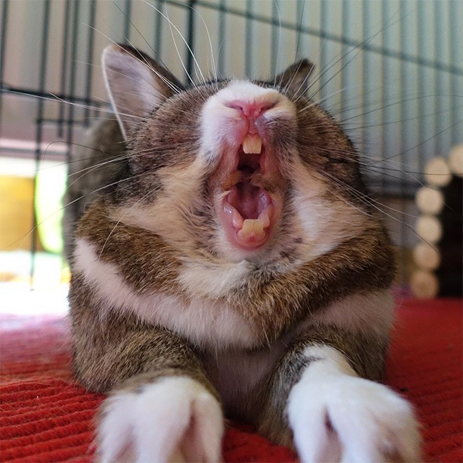 Yawning Bunny