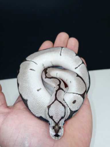 Axanthic Spider Ball Python