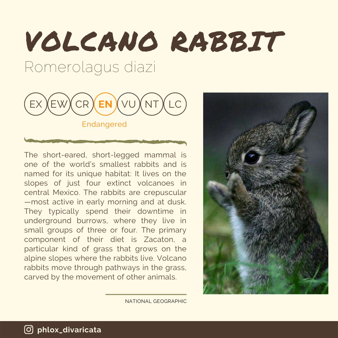 Volcano Rabbit