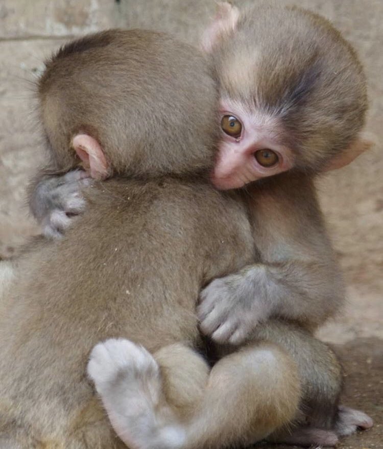 Two Cute Monkeys