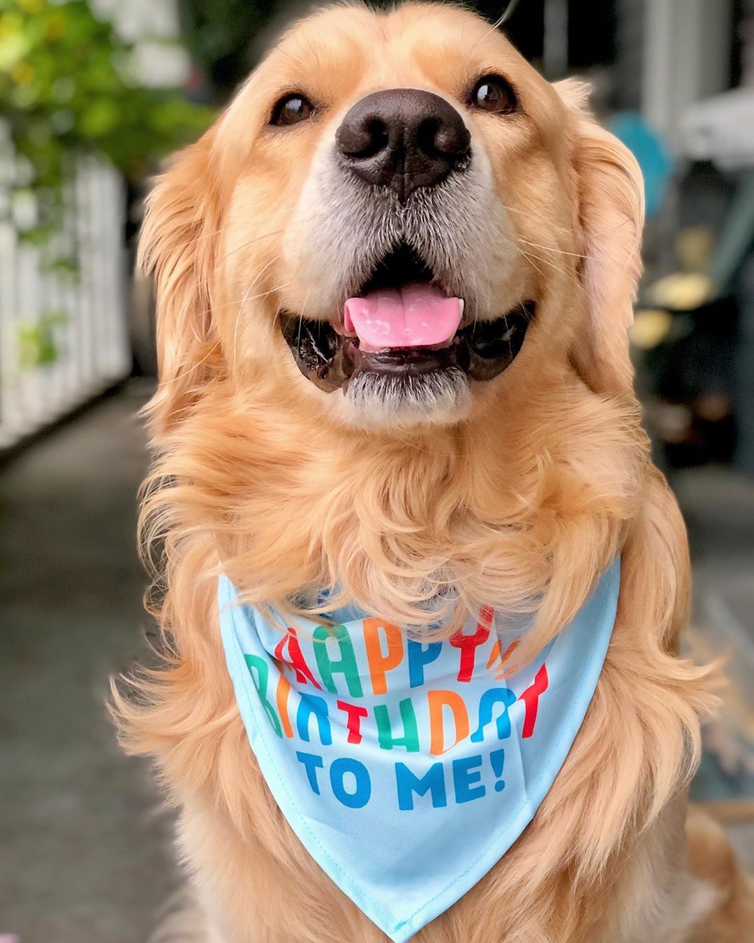 Happy Birthday Golden Retriever