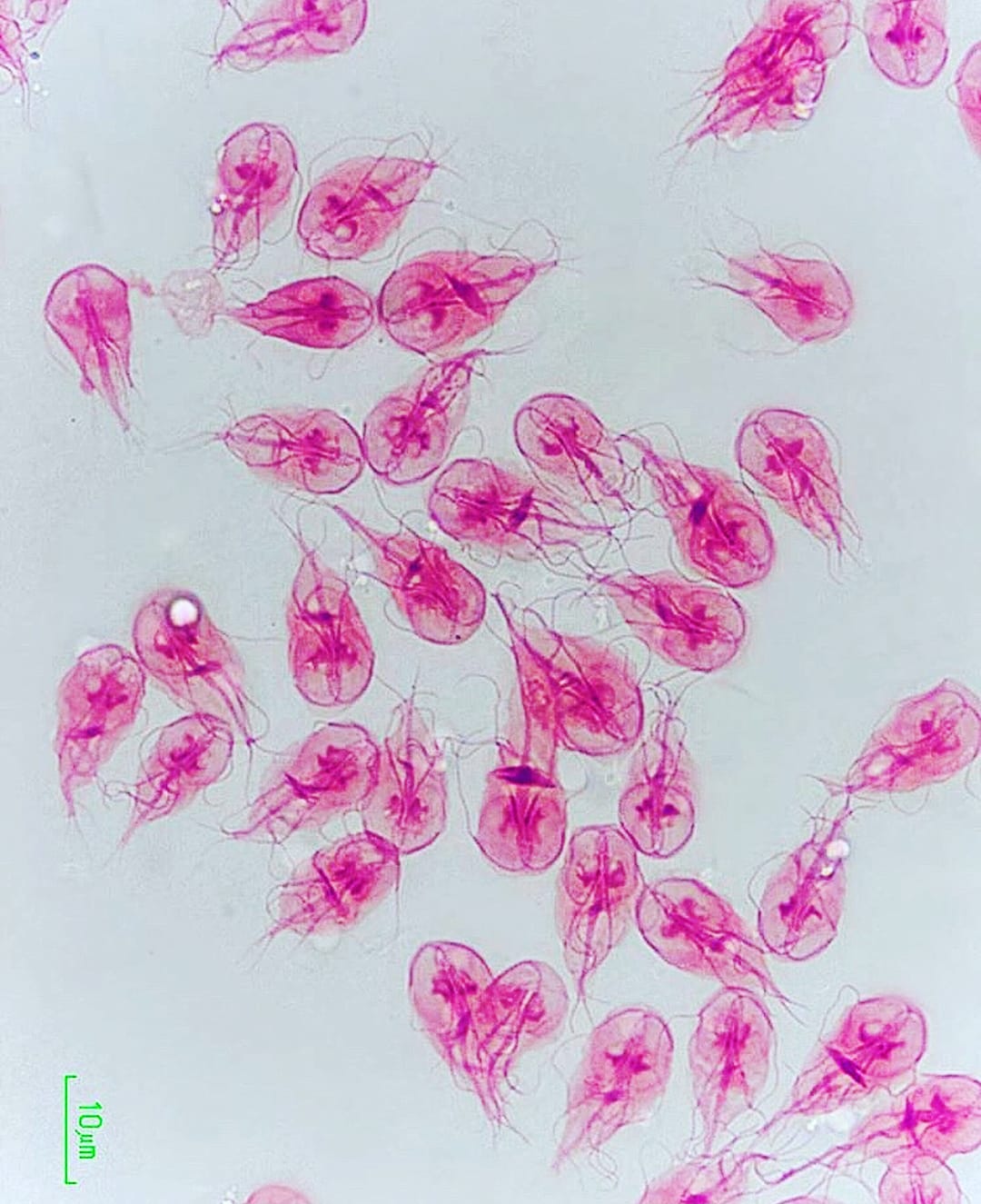 Giardia Lamblia Under Microscope