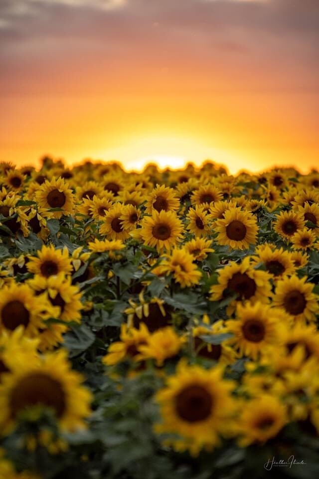 Tumblr Sunflowers Photography