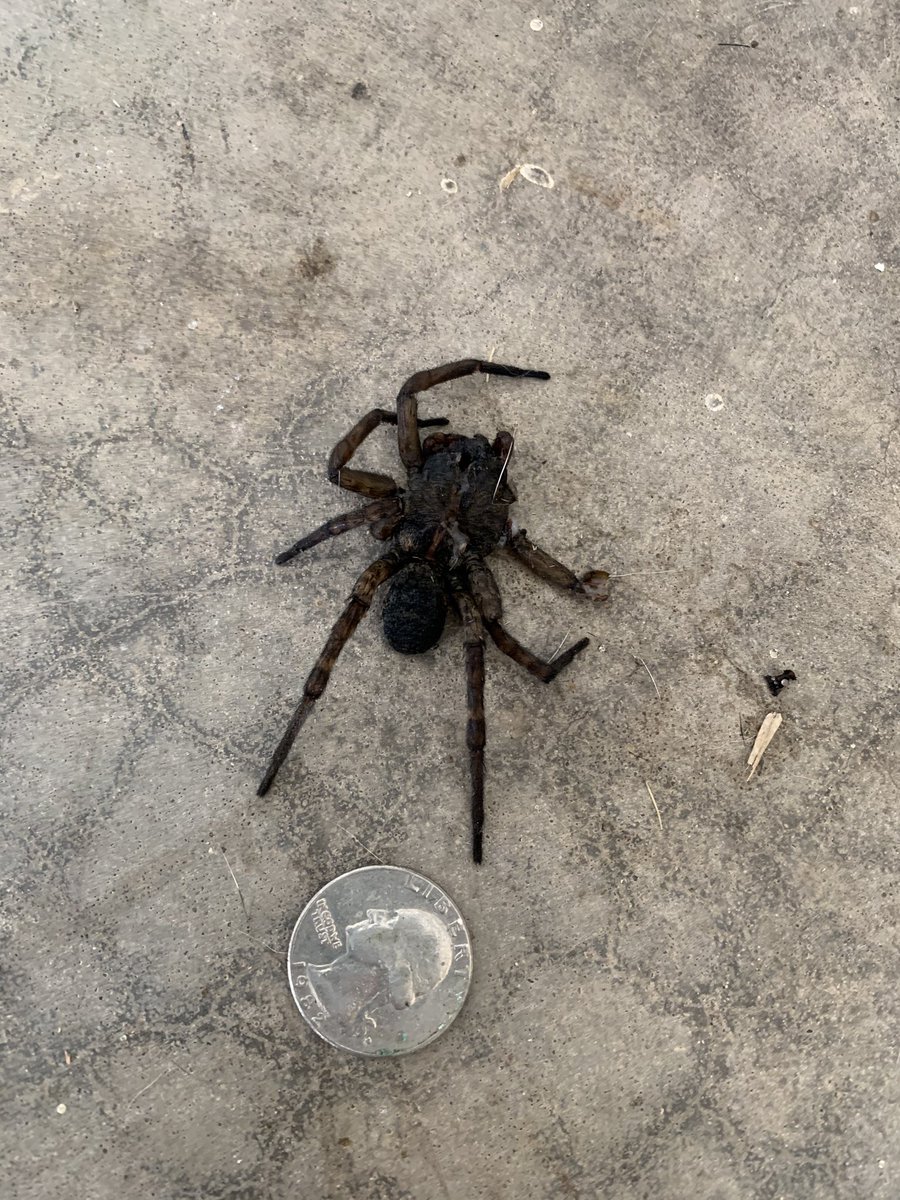 Black Wolf Spider Nj