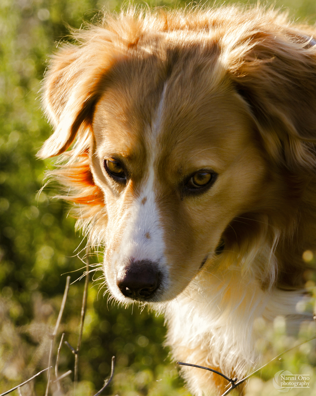 What Color Are Sardinian Shepherd Dog Dogs