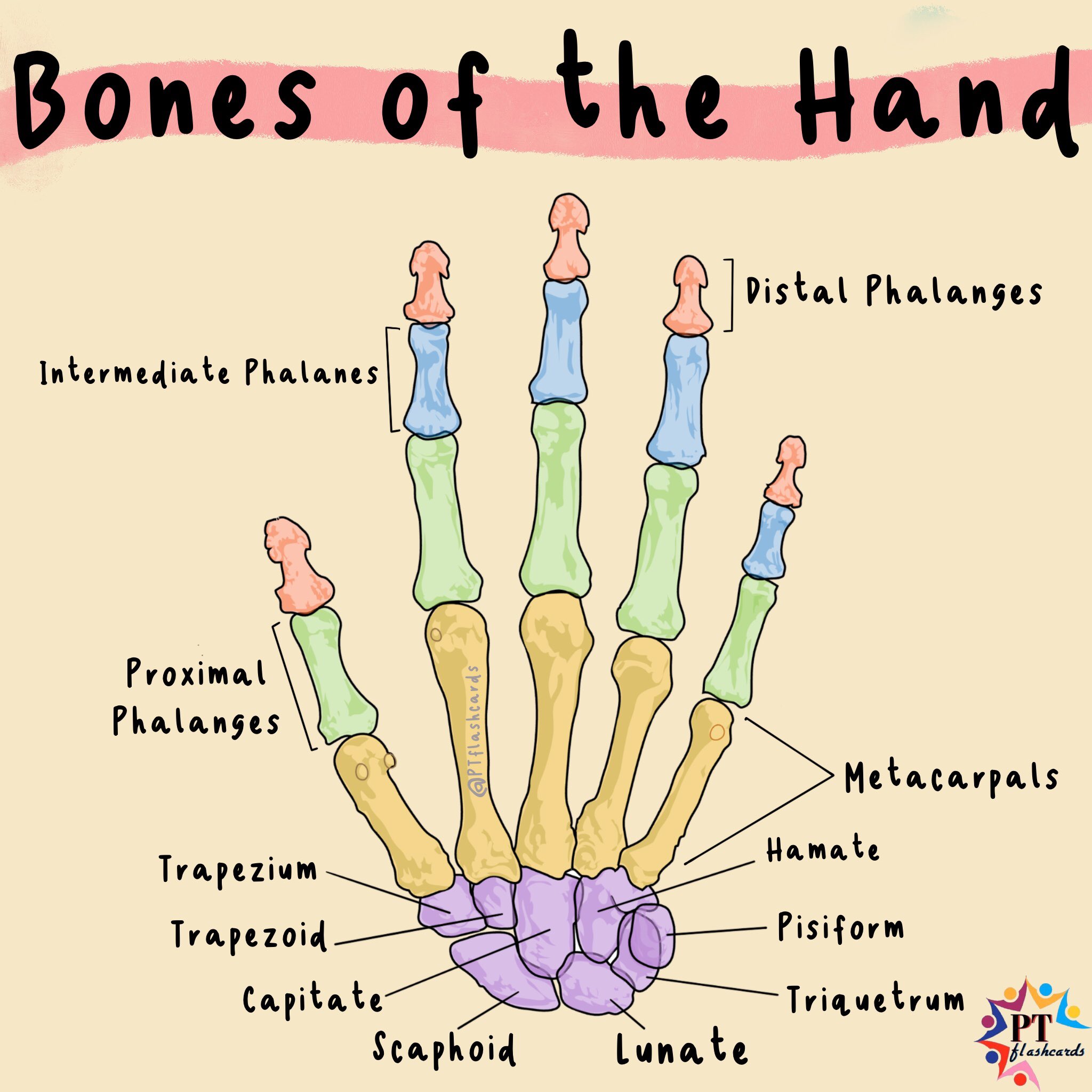 Wrist Bones Mnemonic Carpal Bones MEDizzy