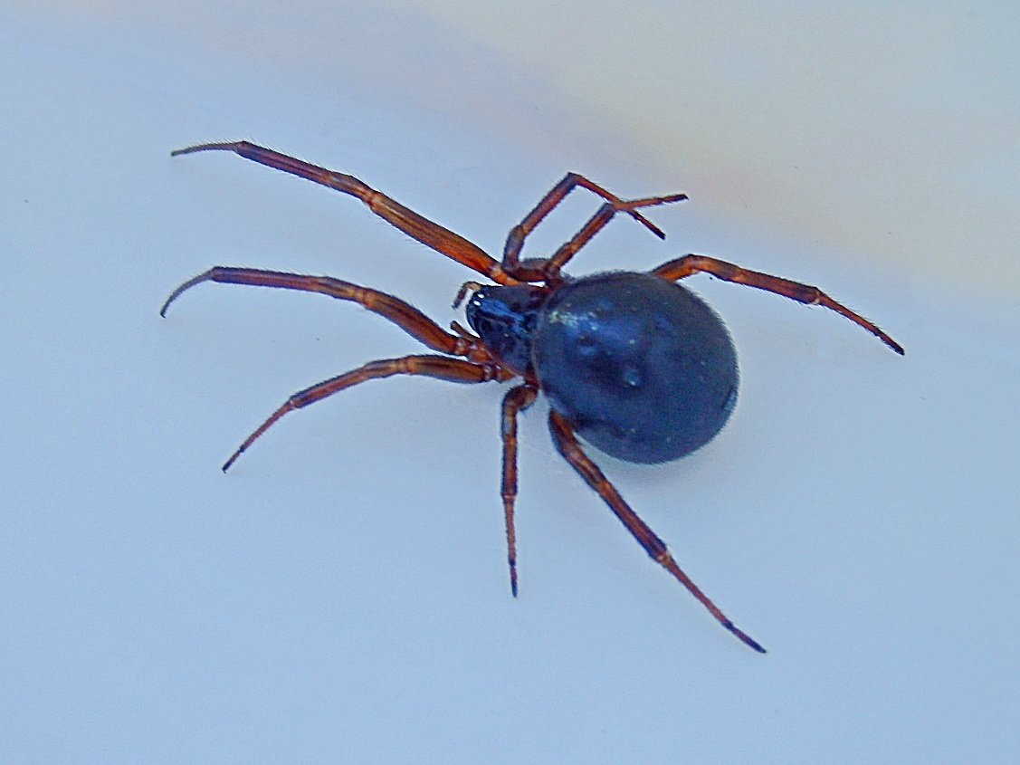 Blue Widow Spider