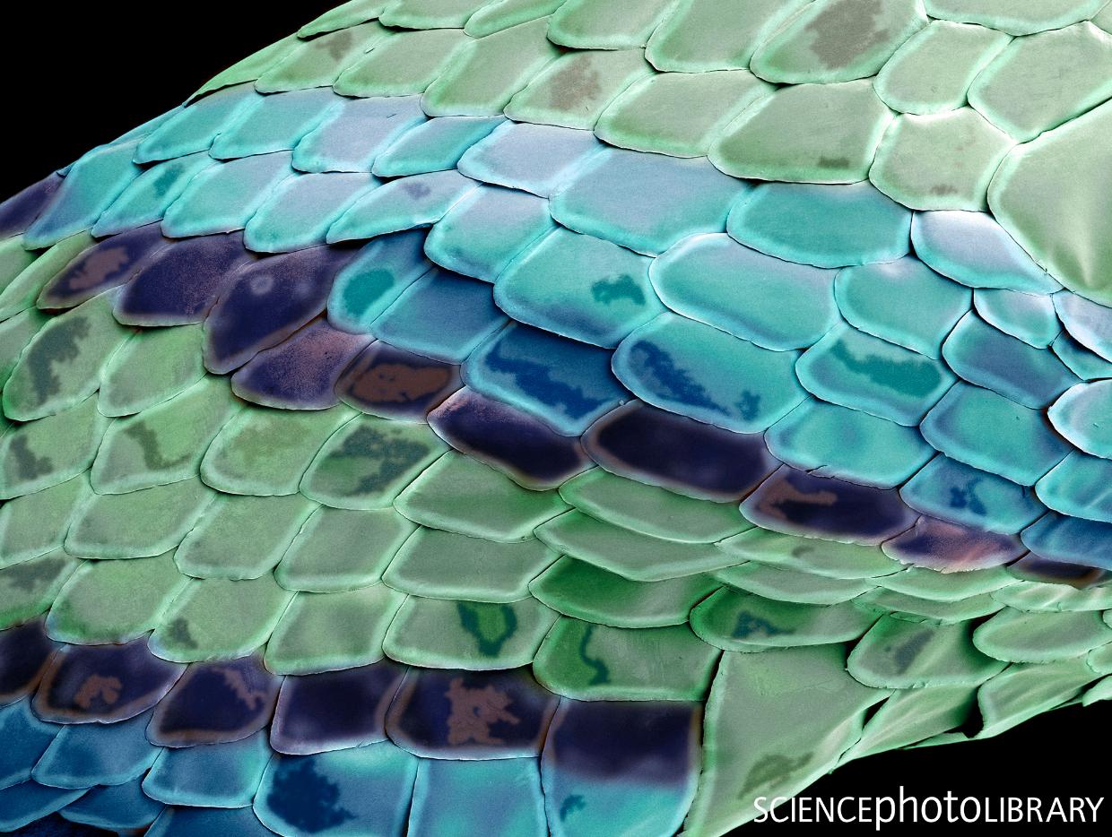 Snake Scales Close Up