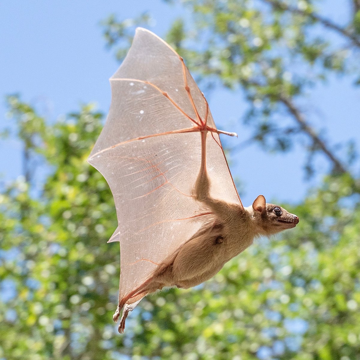 Giant Colugo