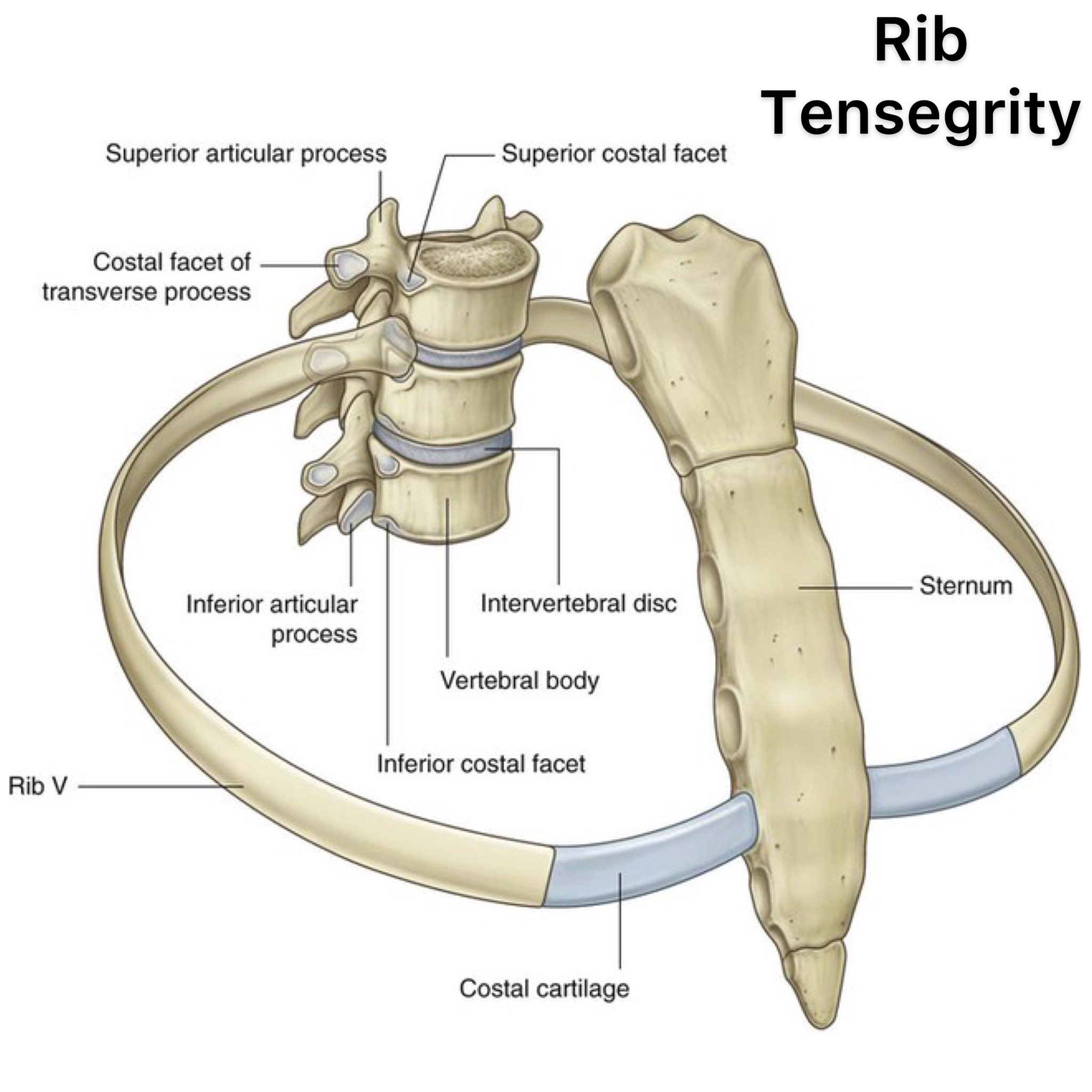 Thoracic Vertebrae Ribs