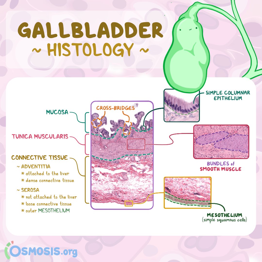 Gallbladder Layers