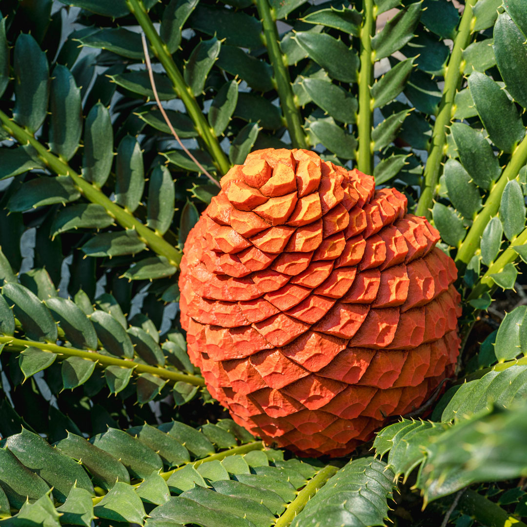 Cycad Fossil