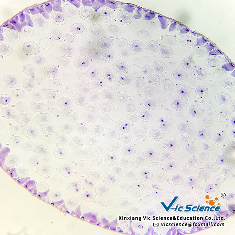 Mitosis Animal Cell Microscope