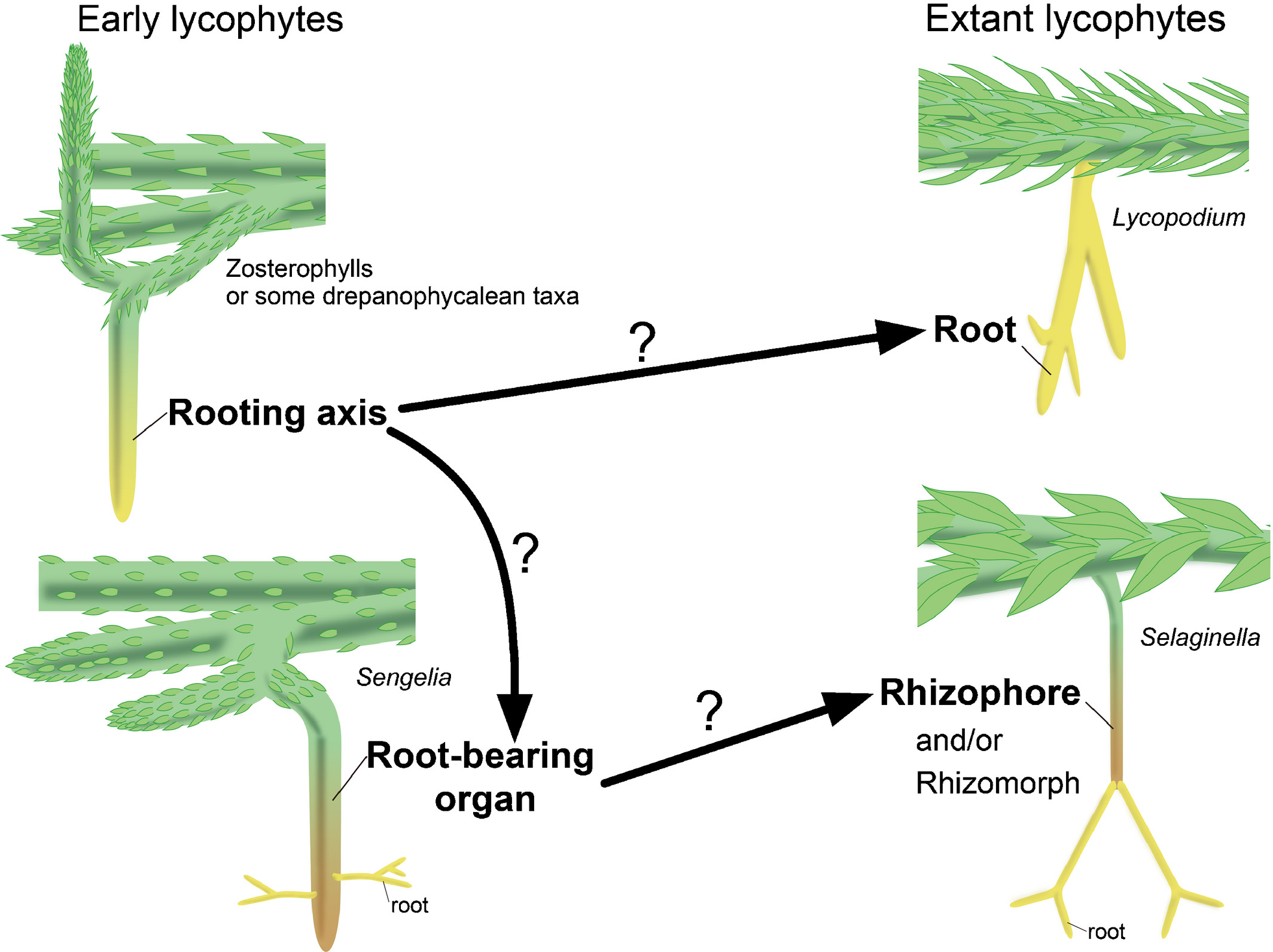 Lycopodium Life Cycle