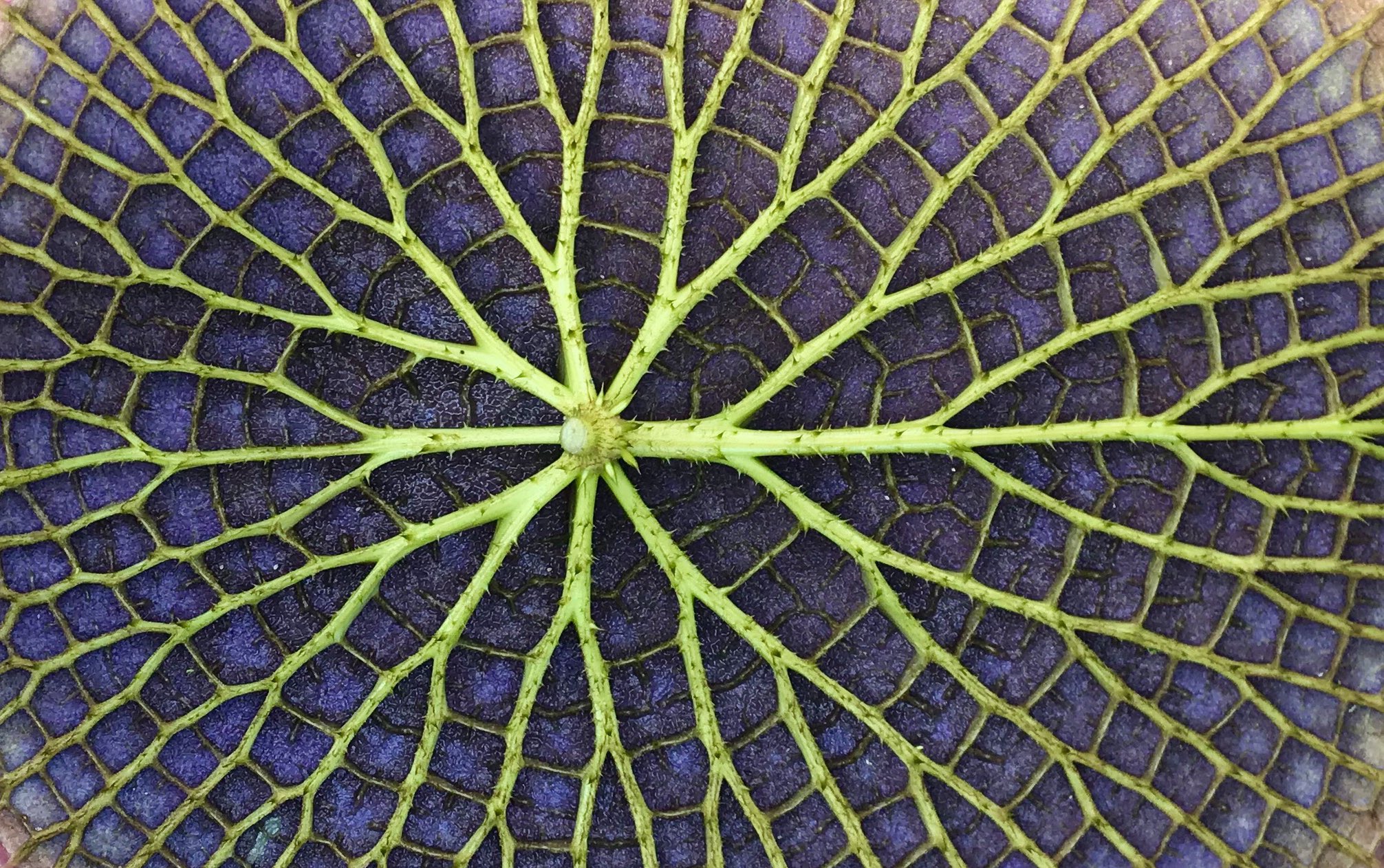 Water Lily Leaf Structure