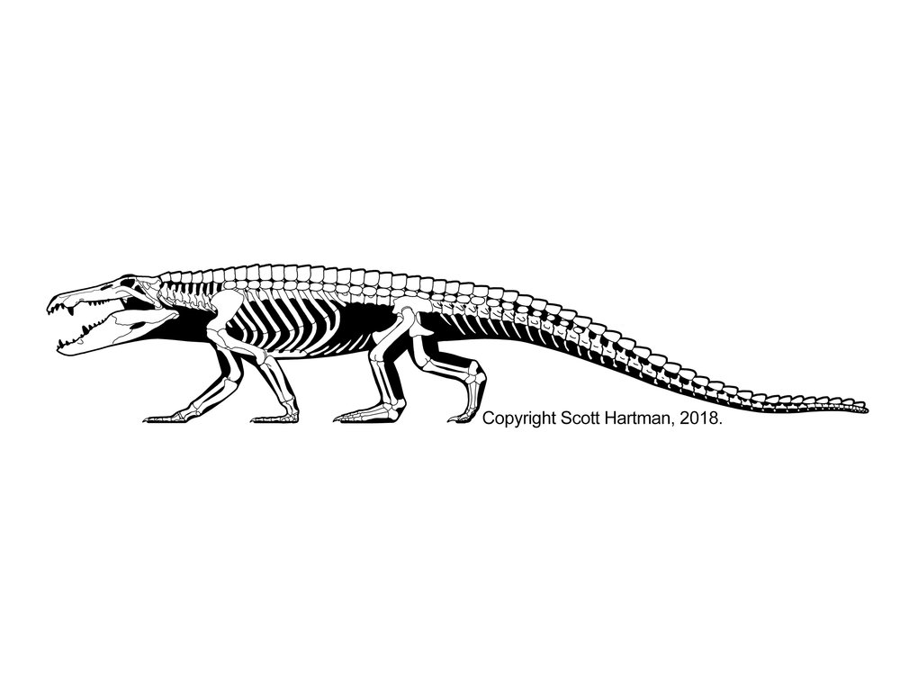 Kaprosuchus Skeleton