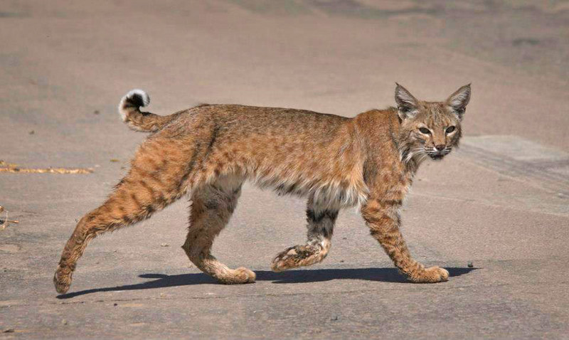 Desert Bobcat