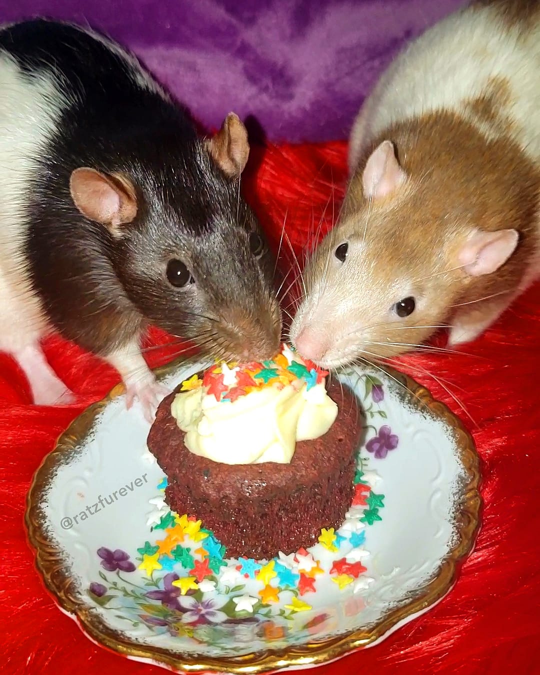 Rat Eating Cake