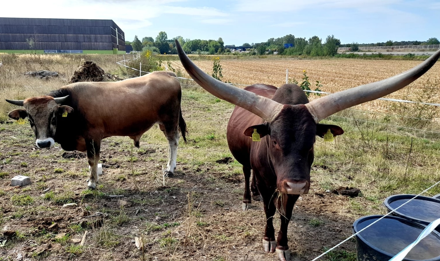 Chianina Bull With Horns